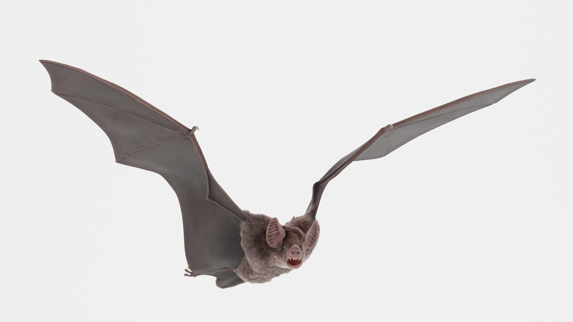 3D Vampire Bat Rigged - TurboSquid 1803929