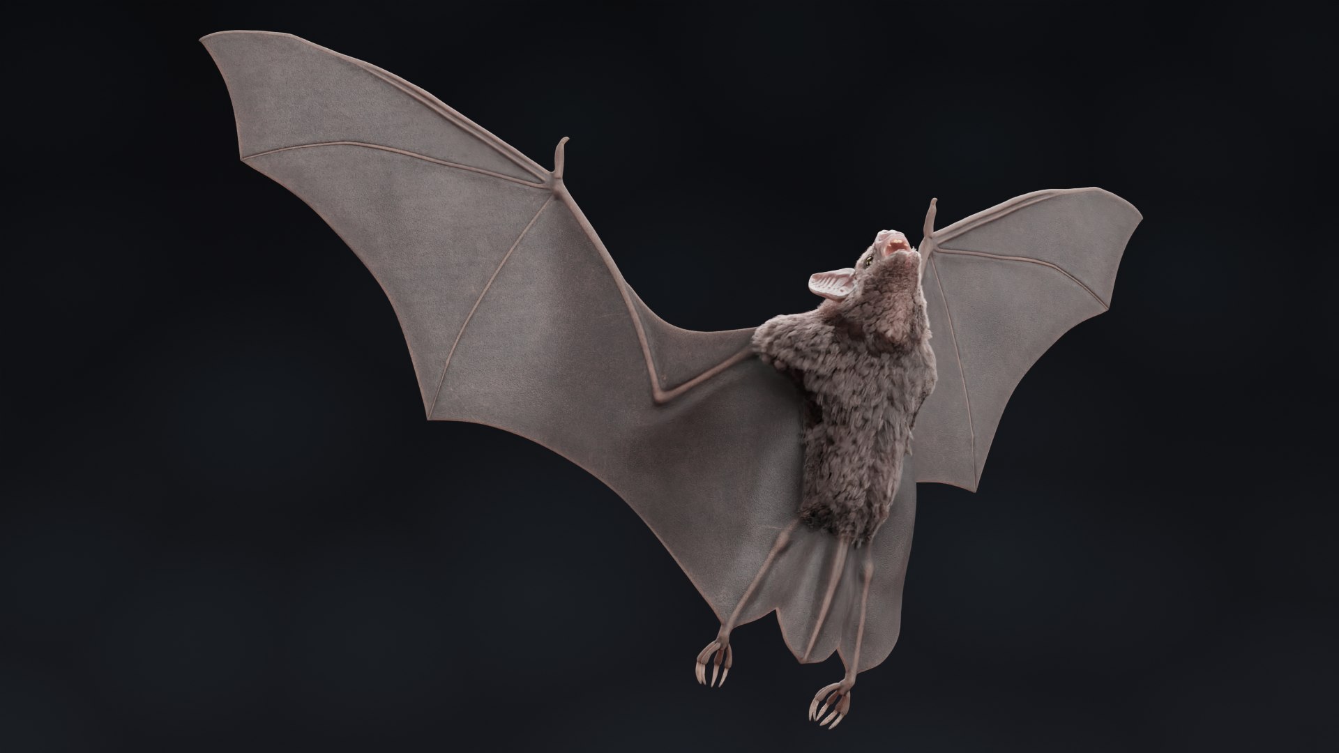 3D Vampire Bat Rigged - TurboSquid 1803929