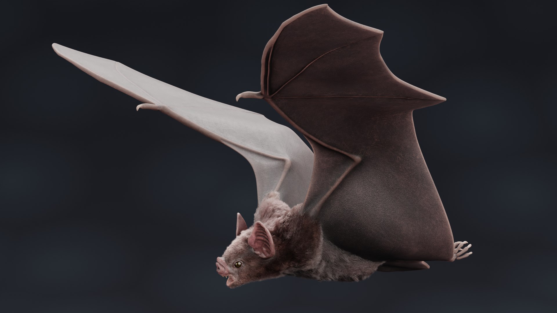 3D Vampire Bat Rigged - TurboSquid 1803929