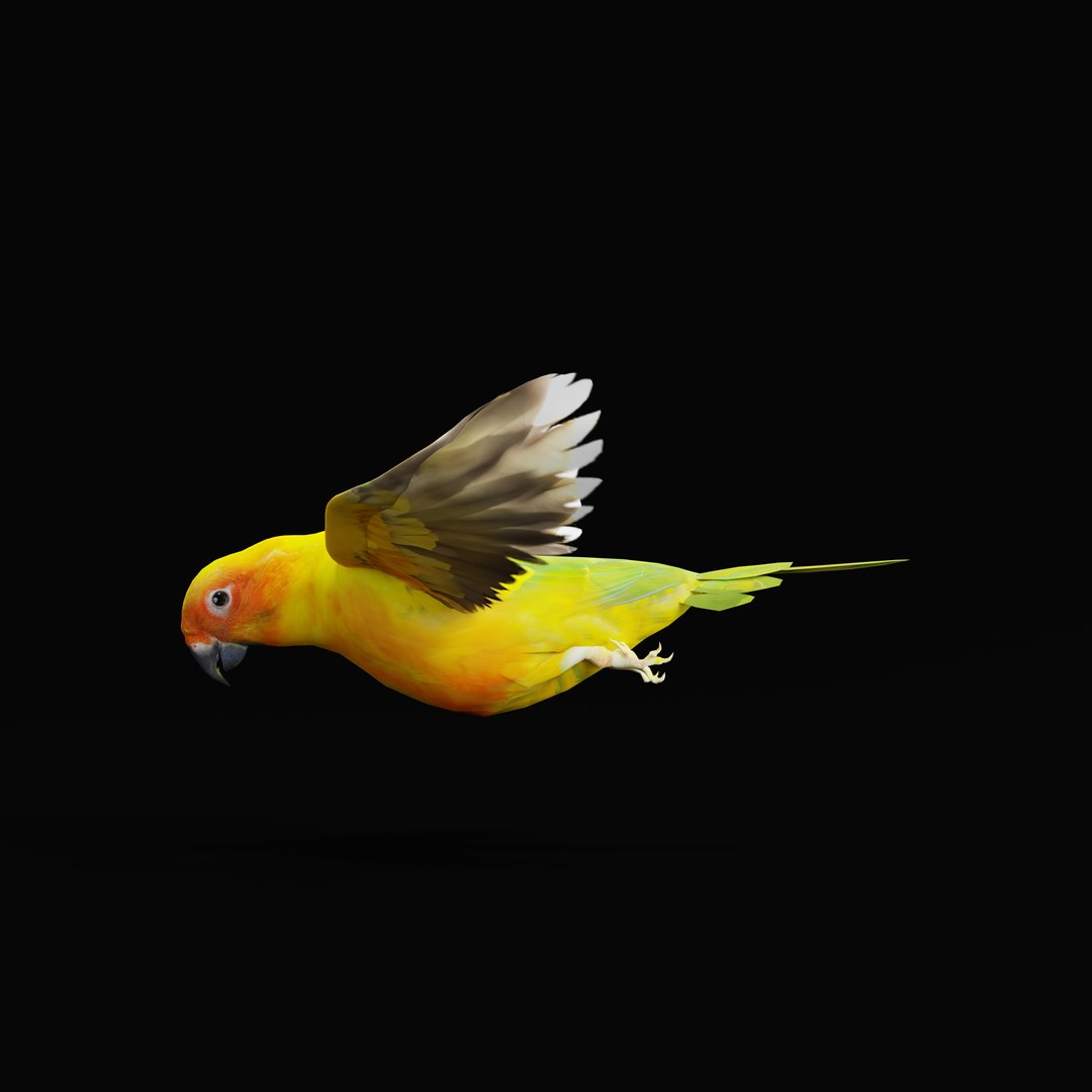 Golden Conure Parakeet Model - TurboSquid 2349621