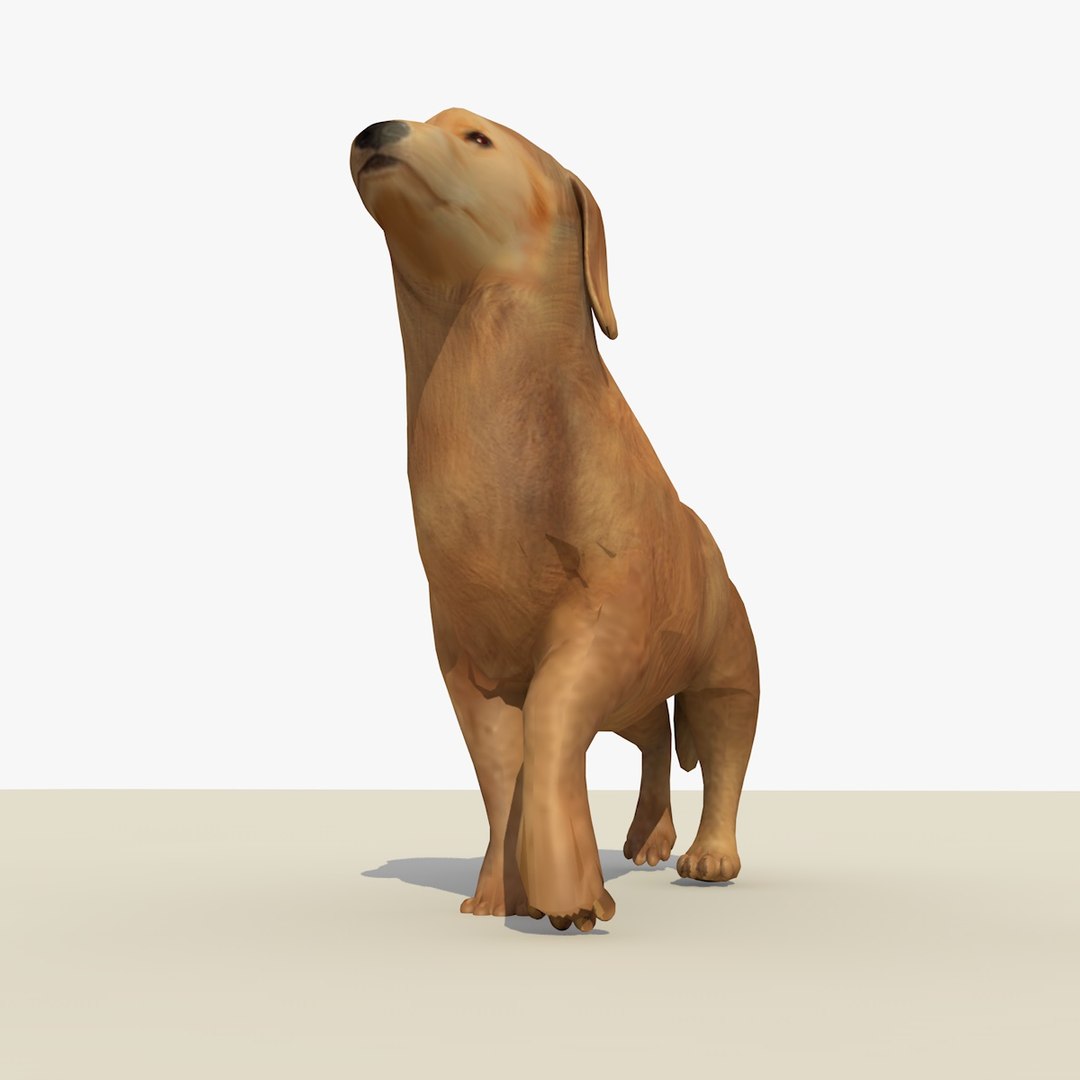 3d Model Golden Retriever Dog Animations