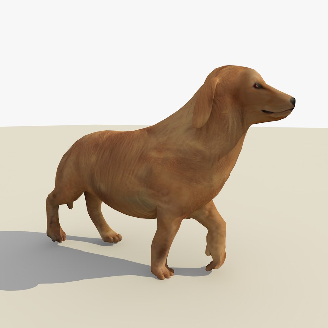3d Model Golden Retriever Dog Animations