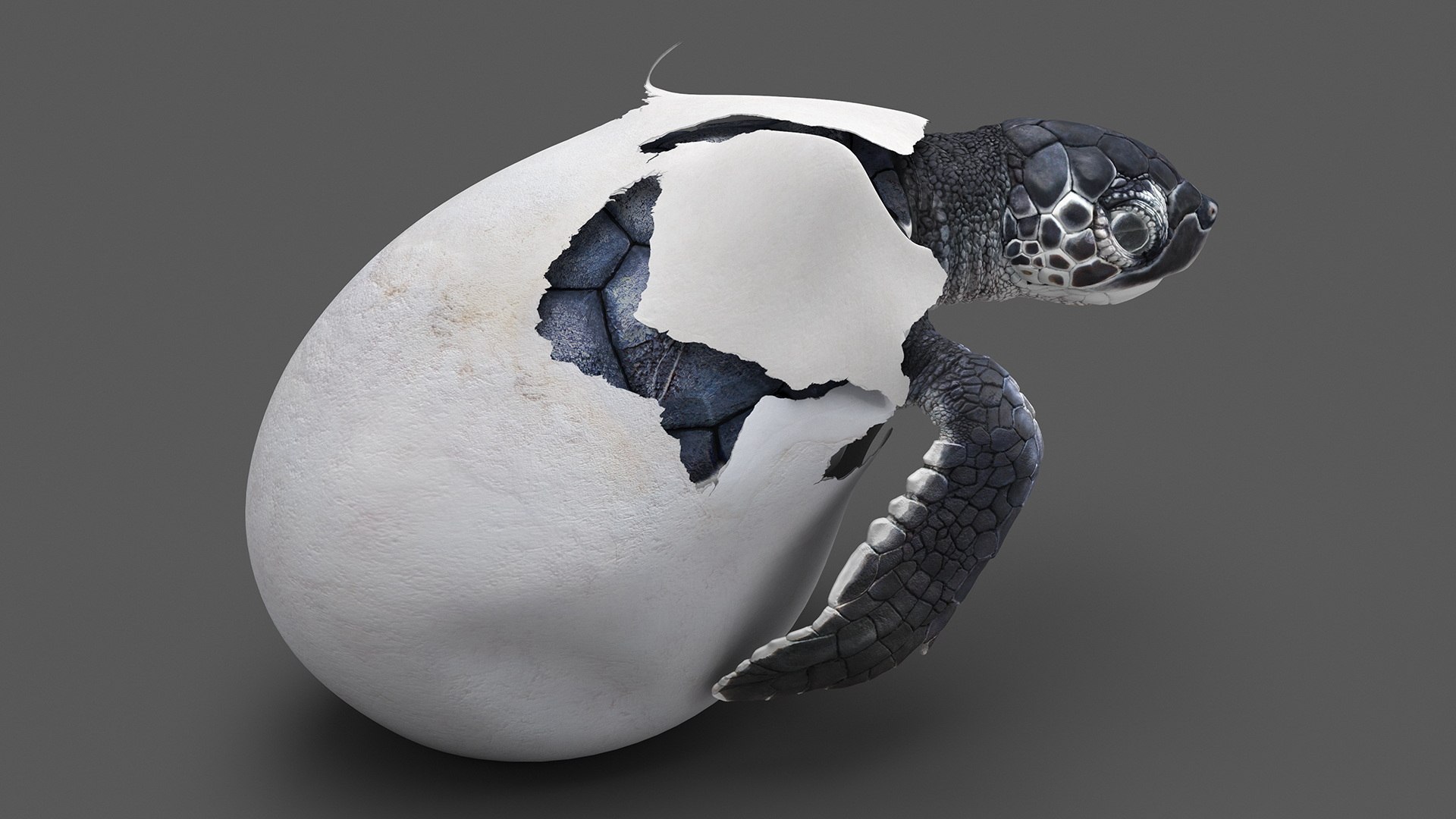 3D Baby Sea Turtle Hatching - TurboSquid 2201848