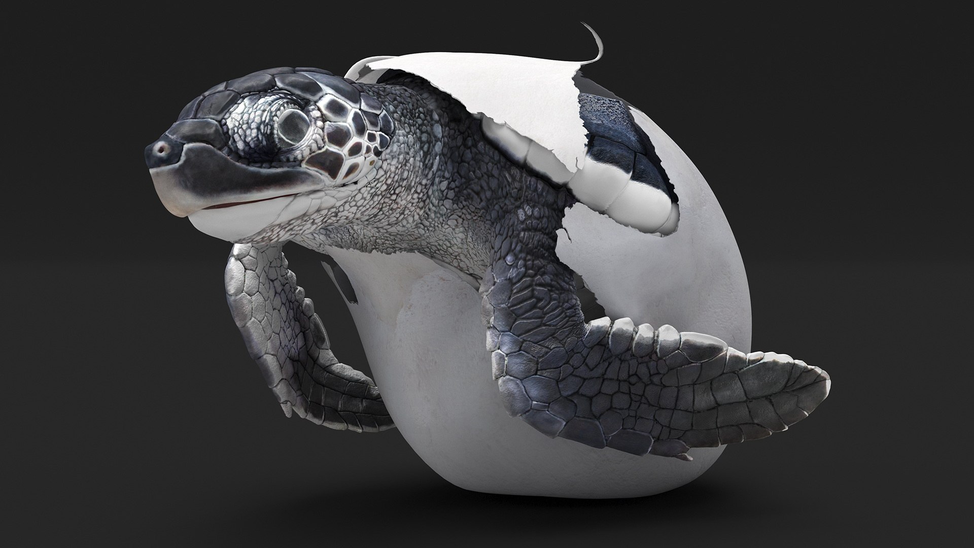 3D Baby Sea Turtle Hatching - TurboSquid 2201848