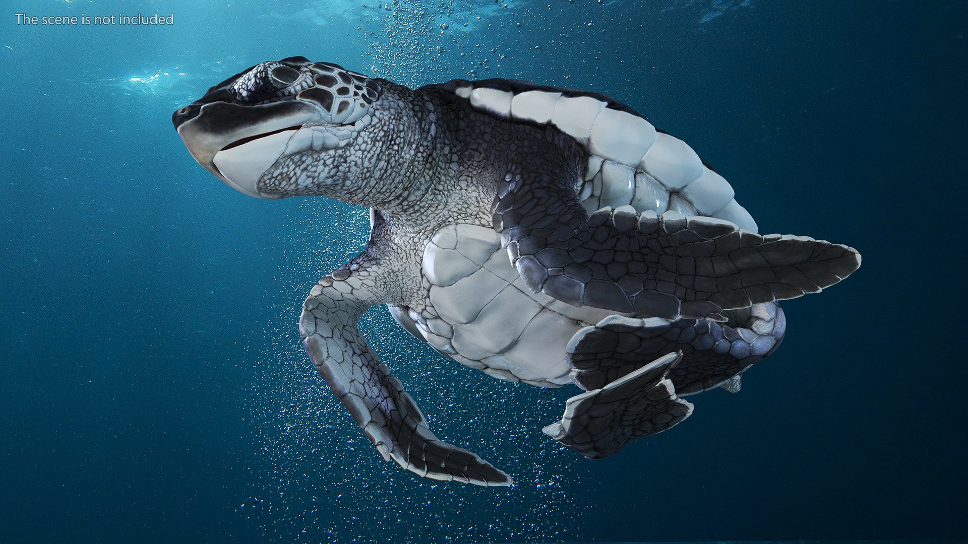 3D Baby Sea Turtle Hatching - TurboSquid 2201848