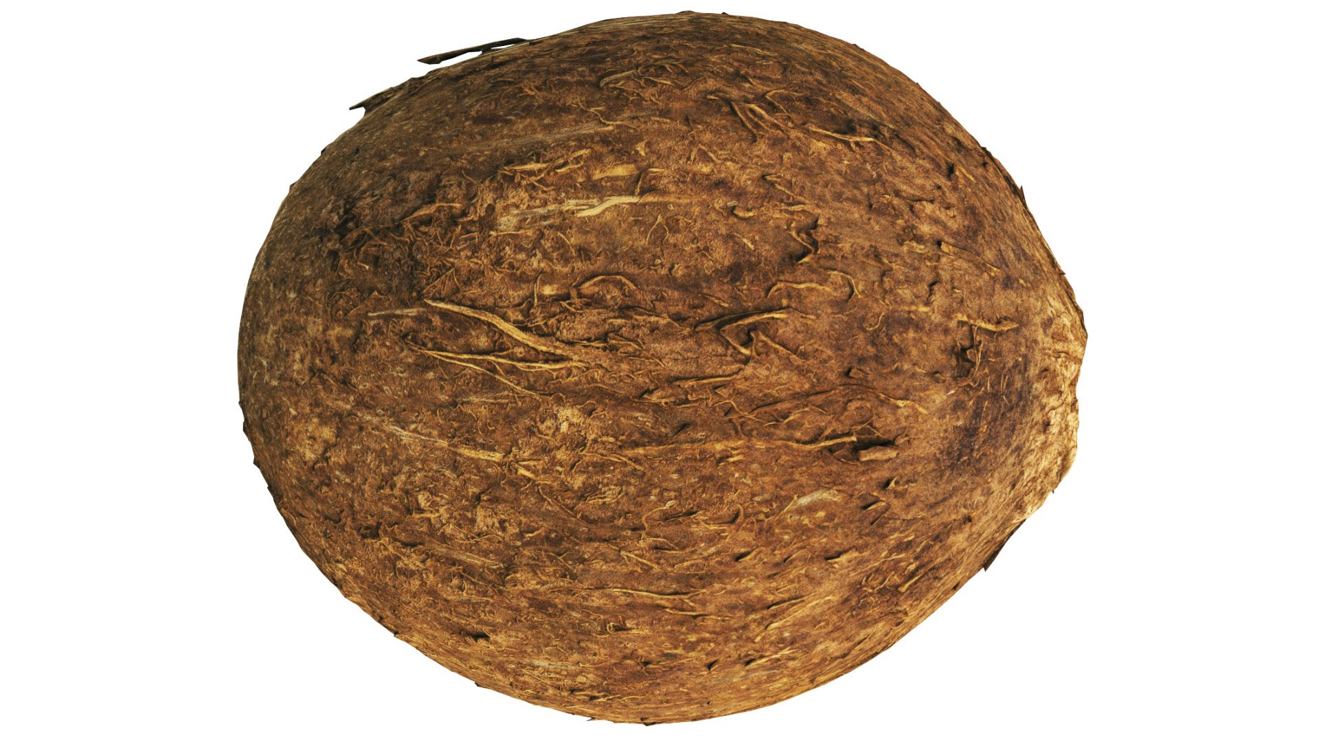 4k Coconut 3D - TurboSquid 1775904