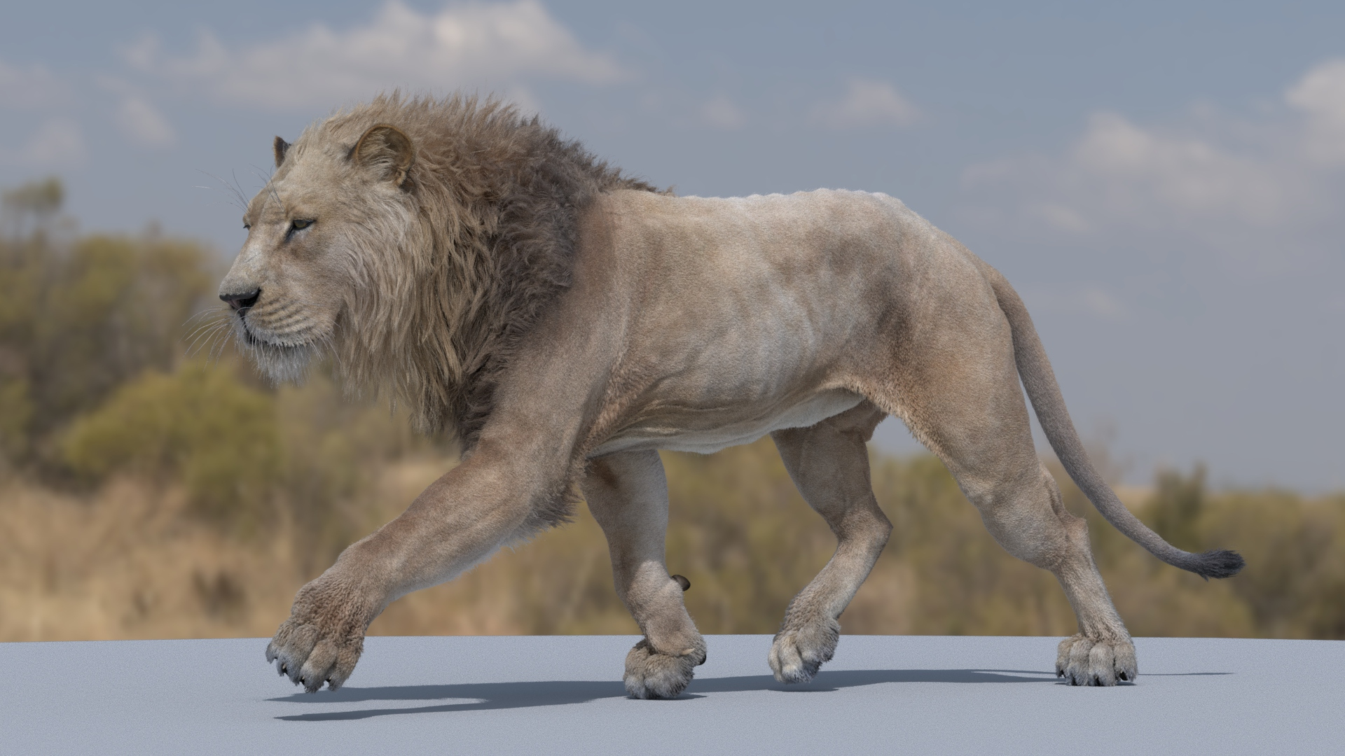 3D Model Lion ANIMATION - TurboSquid 2205979
