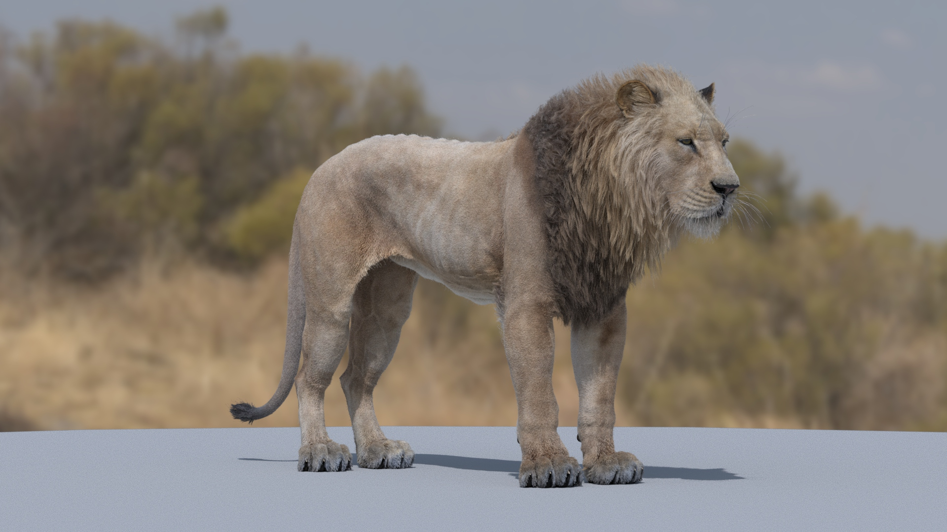 3D Model Lion ANIMATION - TurboSquid 2205979