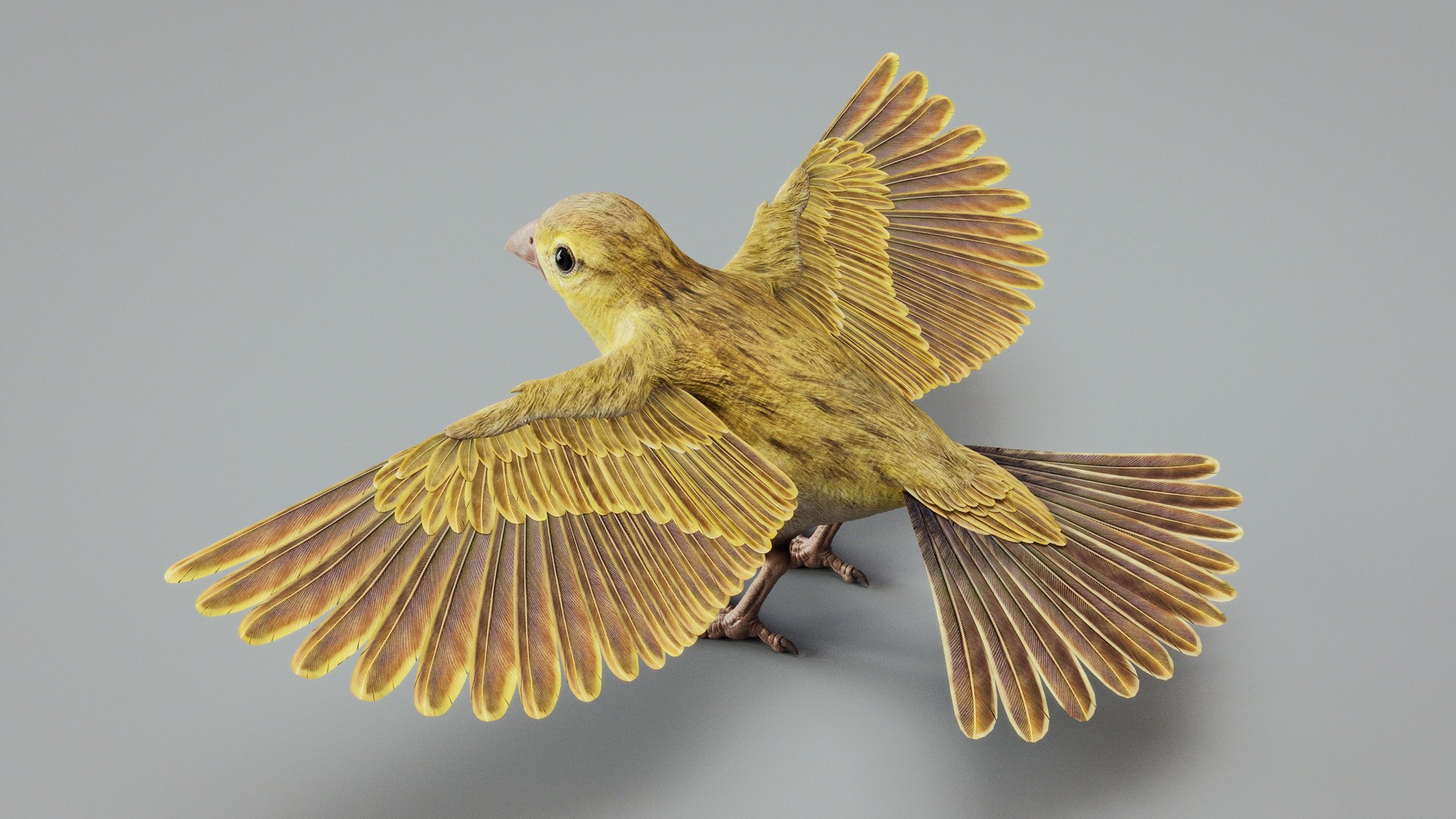 3D Canary Model - TurboSquid 2199049