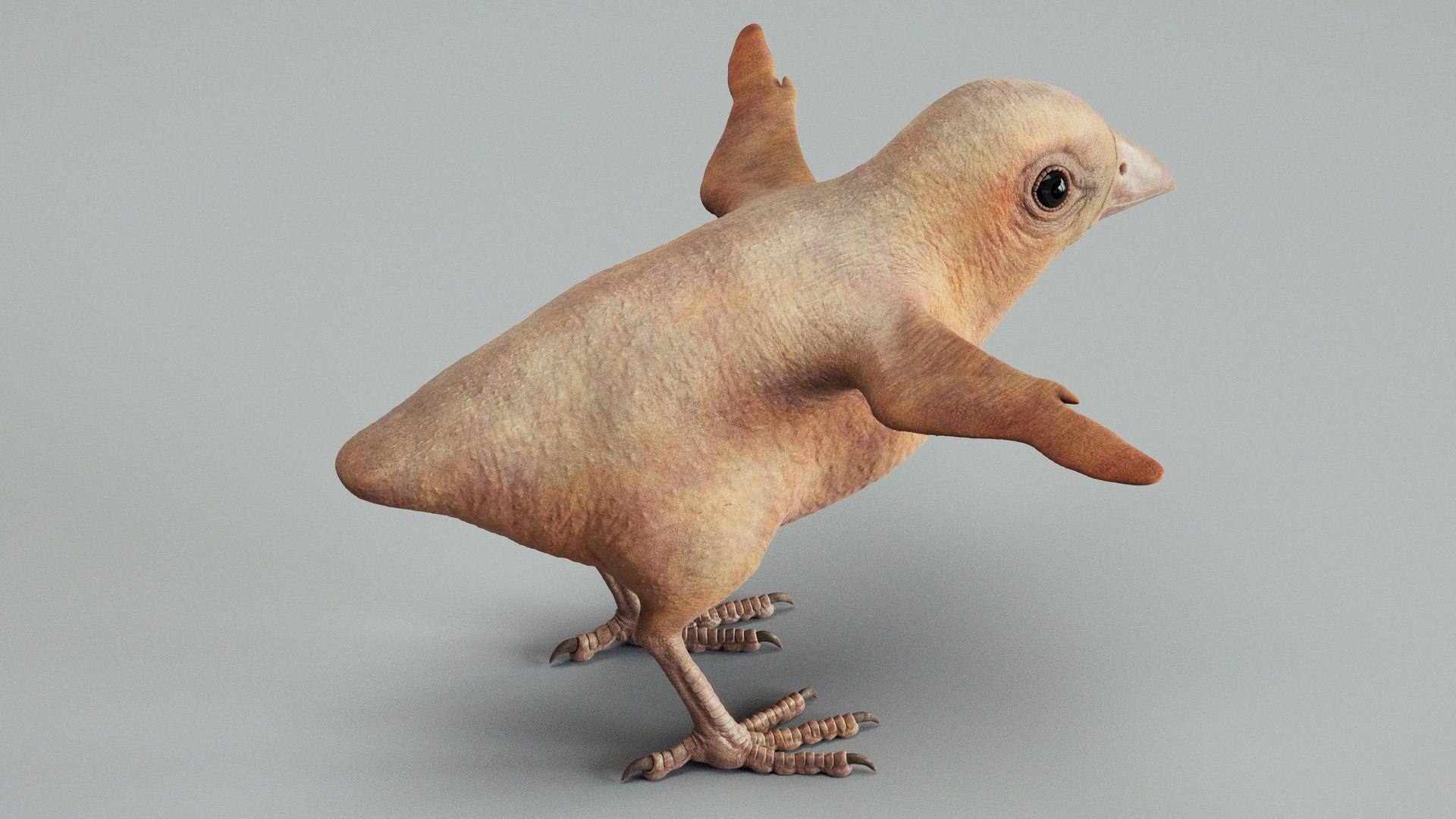3D Canary Model - TurboSquid 2199049