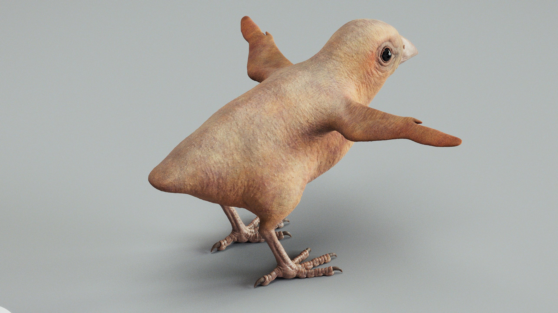 3D Canary Model - TurboSquid 2199049