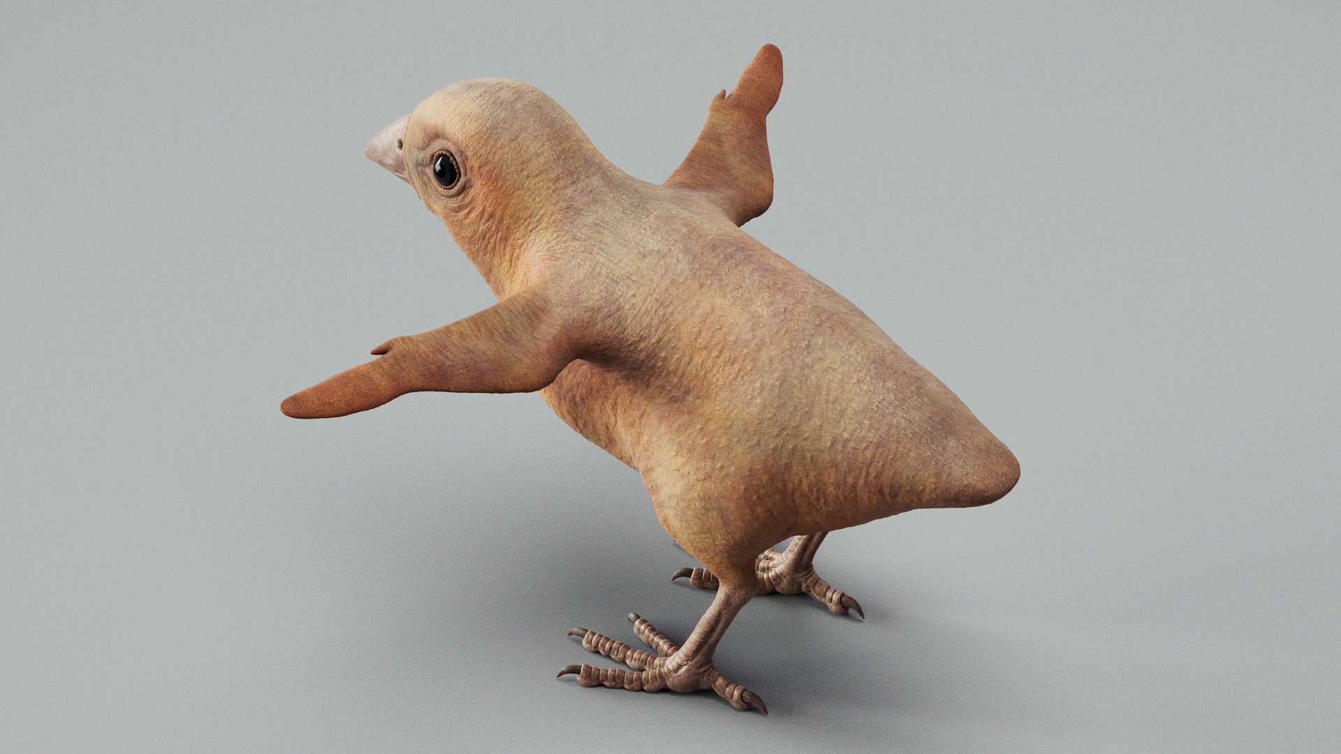 3D Canary Model - TurboSquid 2199049