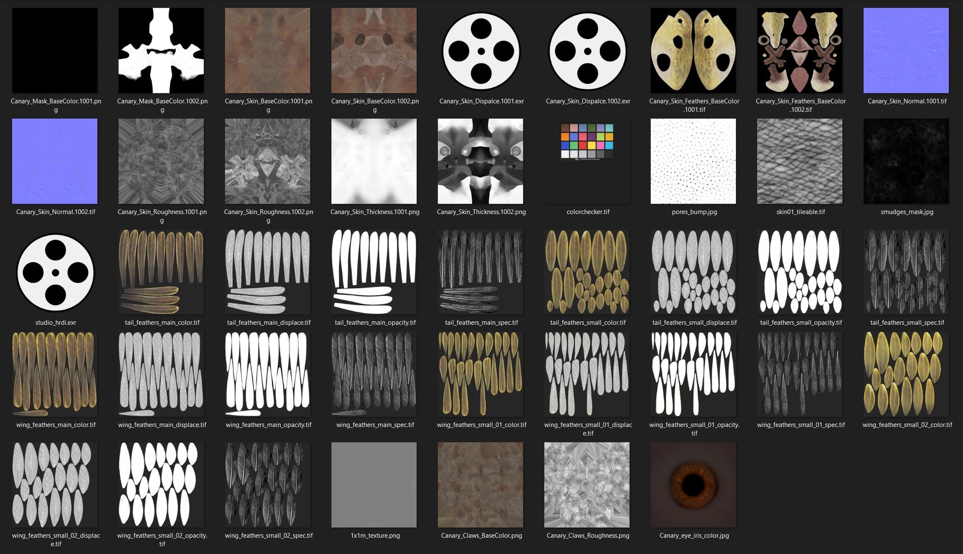 3D Canary Model - TurboSquid 2199049