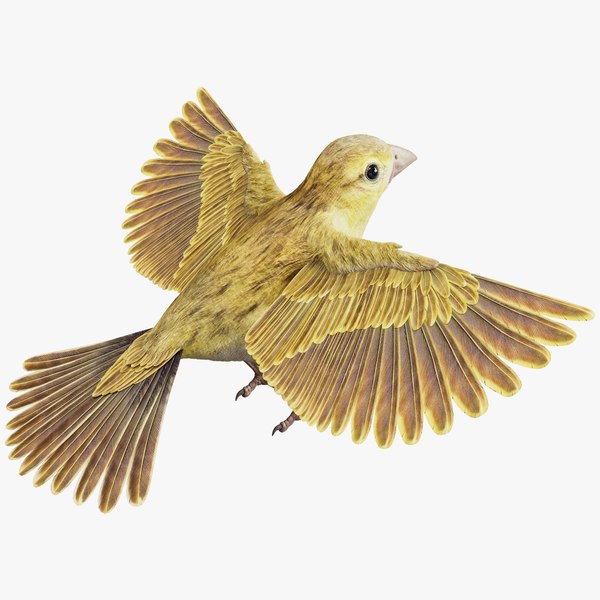 modelo 3d Canario - TurboSquid 2199049