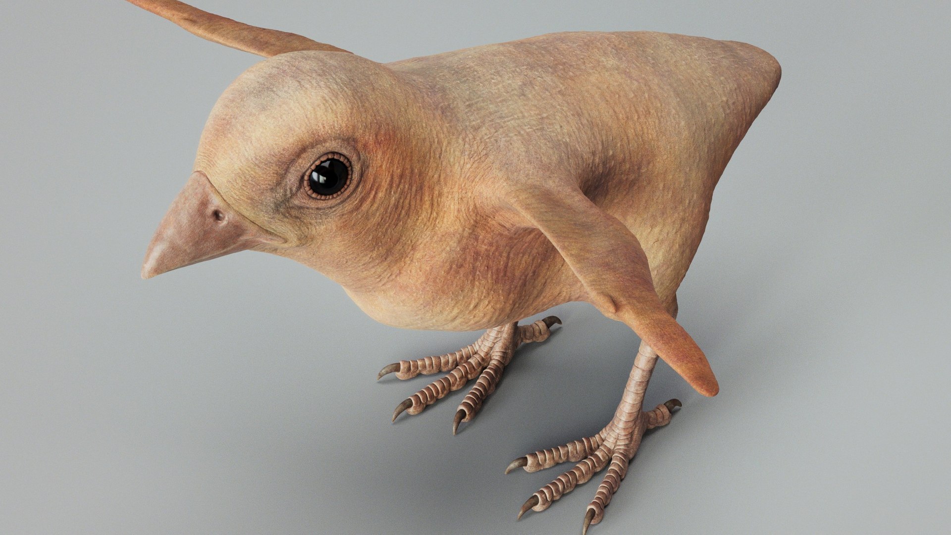 3D Canary Model - TurboSquid 2199049