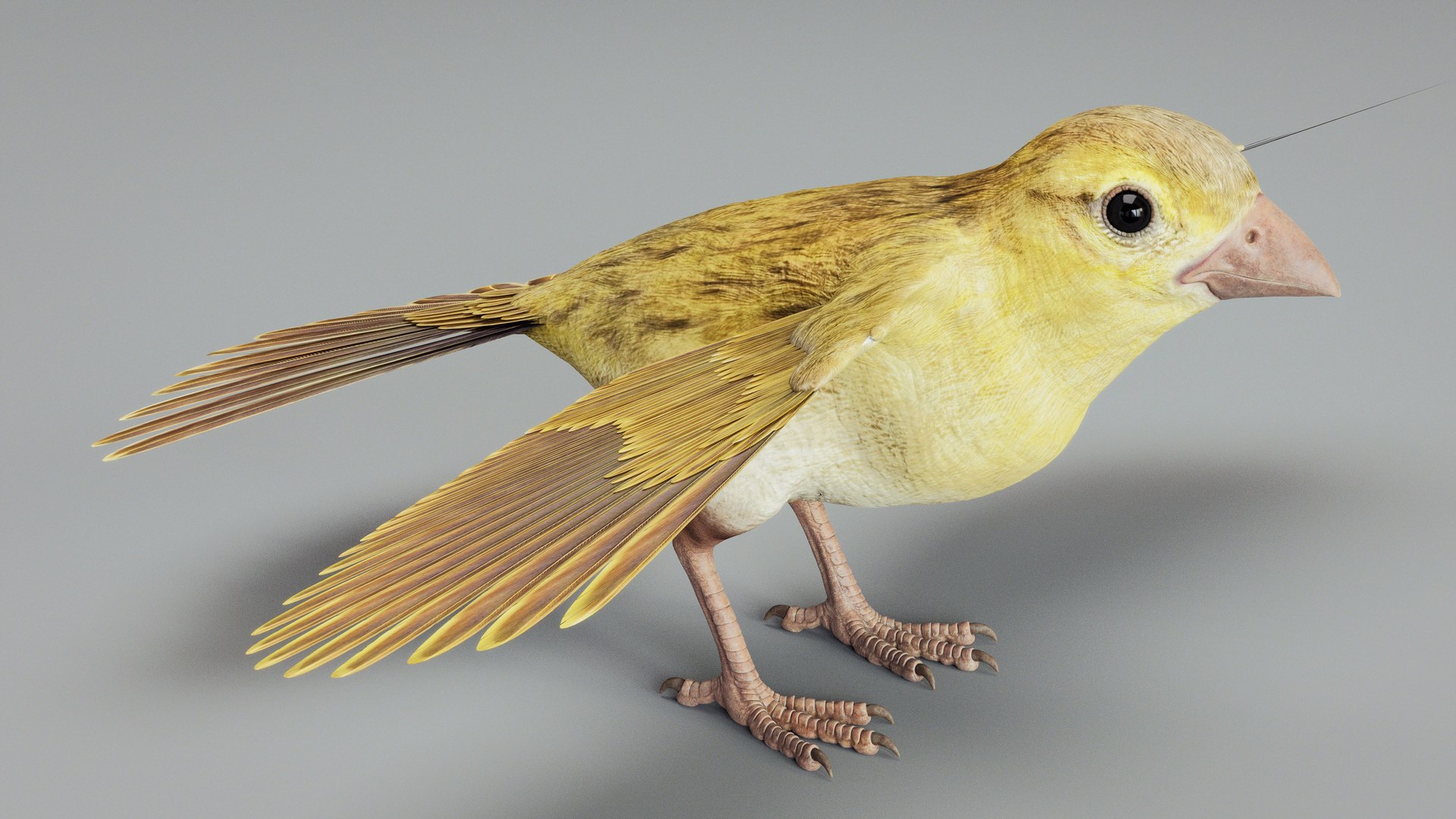 3D Canary Model - TurboSquid 2199049