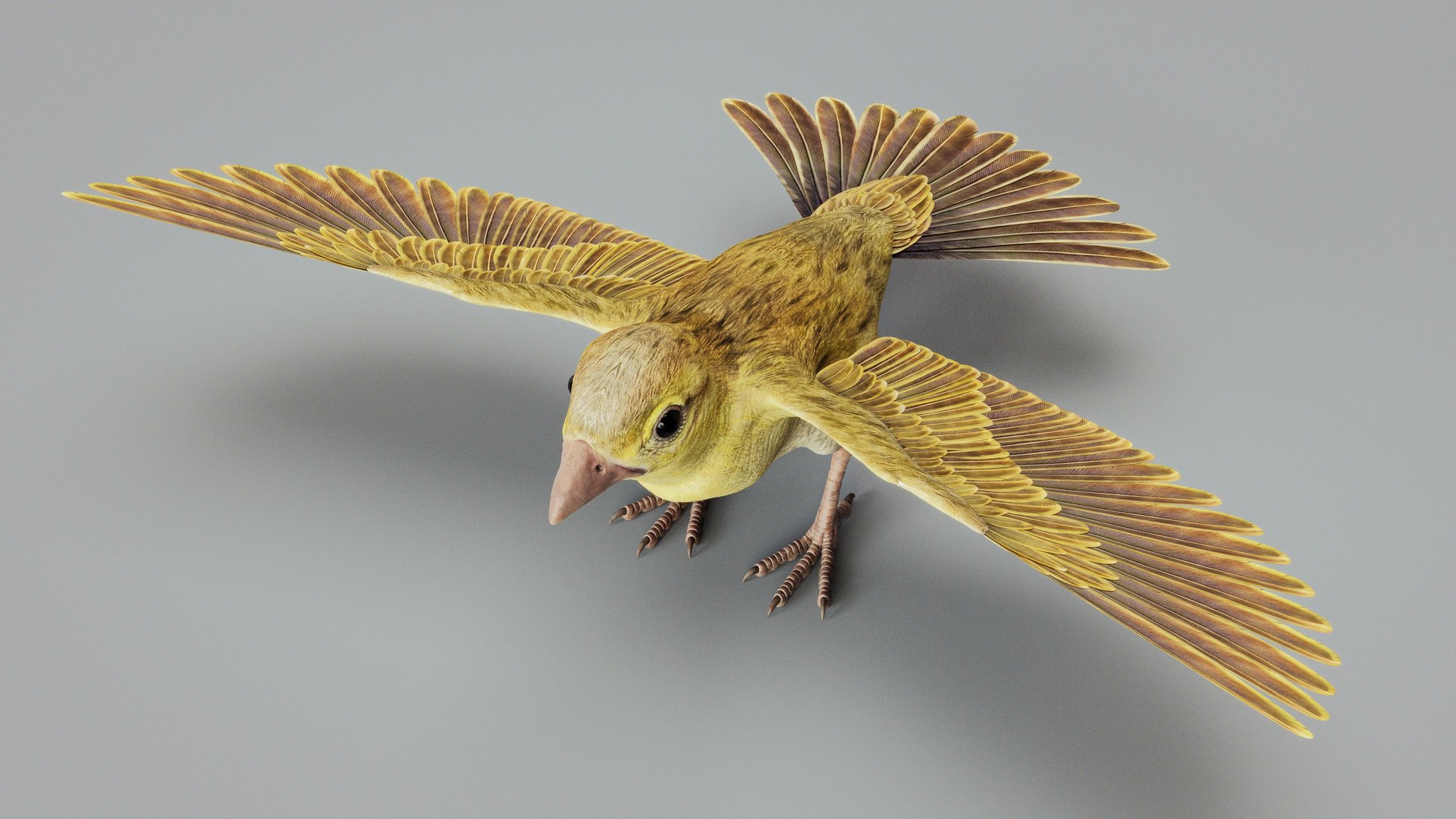 3D Canary Model - TurboSquid 2199049