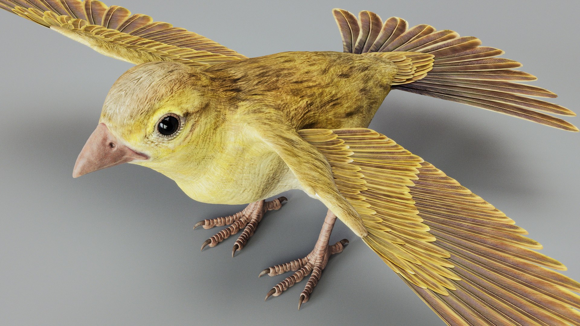 3D Canary Model - TurboSquid 2199049