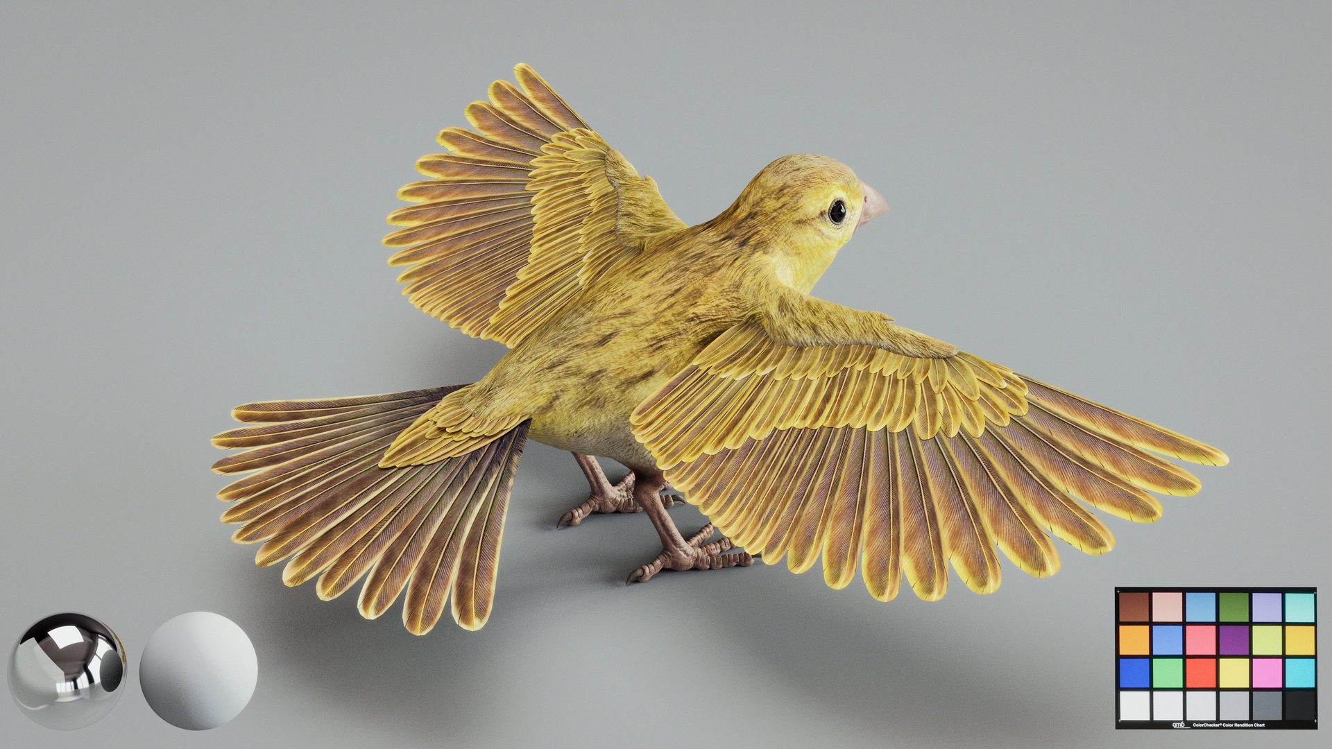 3D Canary Model - TurboSquid 2199049