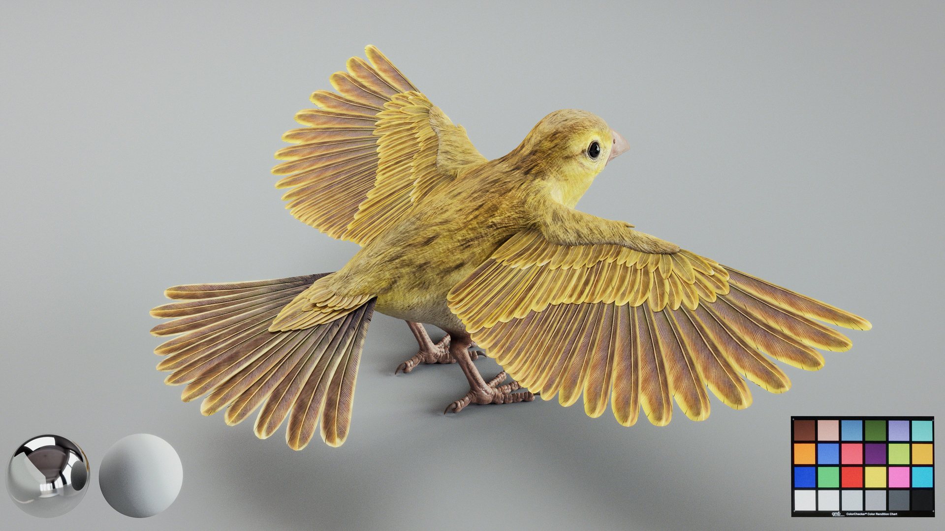 3D Canary Model - TurboSquid 2199049