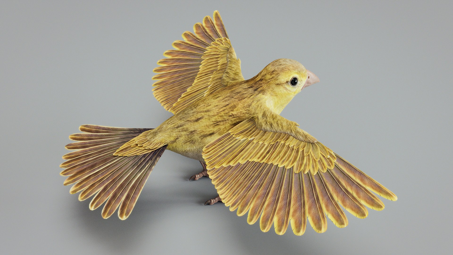 3D Canary Model - TurboSquid 2199049