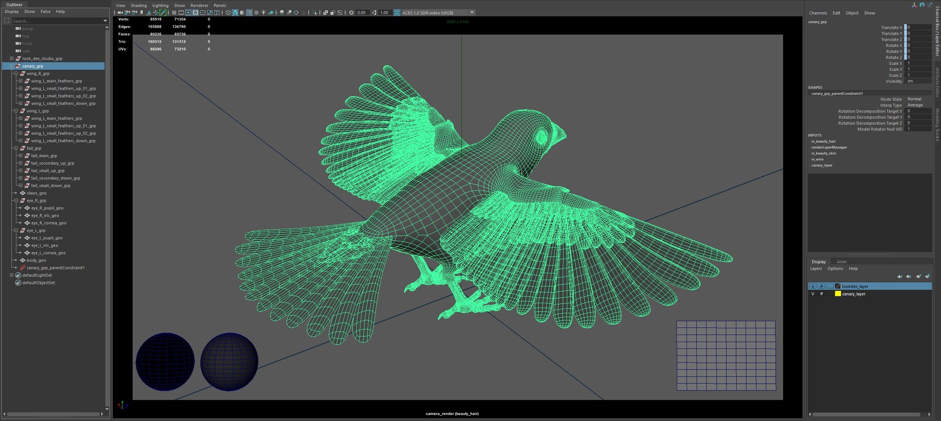 3D Canary Model - TurboSquid 2199049