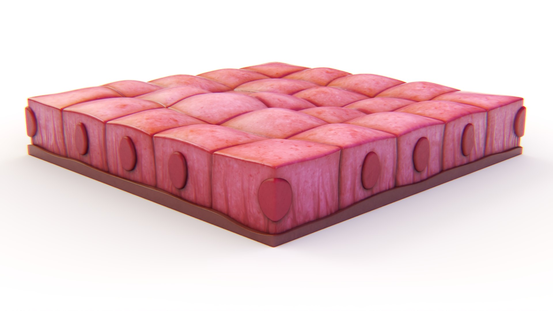 Cuboidal Epithelium For 3D Print 3D Model - TurboSquid 2343810