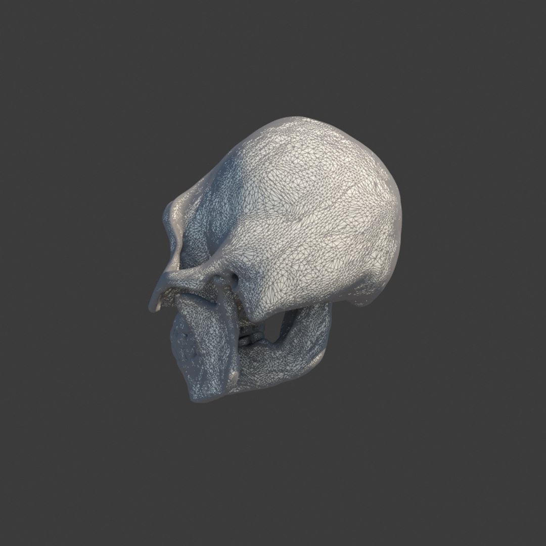 Skull Lucy Australopithecus 3D Model - TurboSquid 1398026