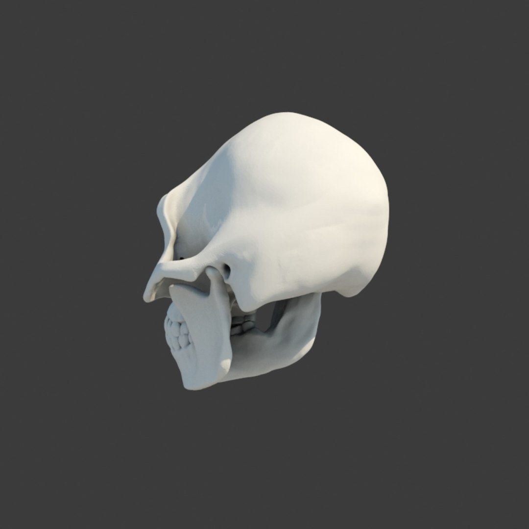 Skull Lucy Australopithecus 3D Model - TurboSquid 1398026