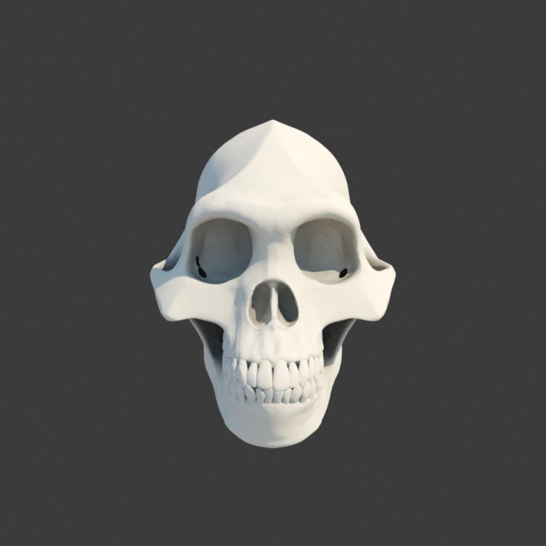 australopithecus skull stl
