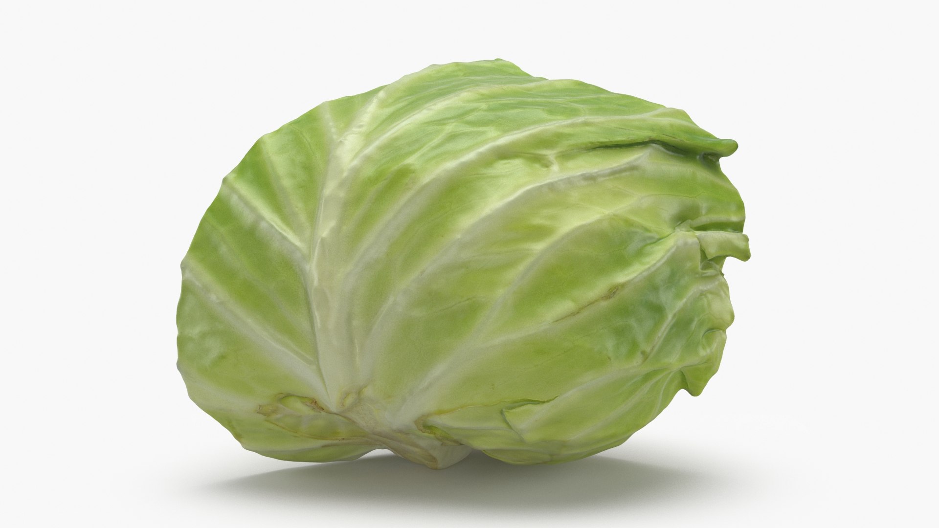 3D Flat Cabbage Slice - TurboSquid 2106384