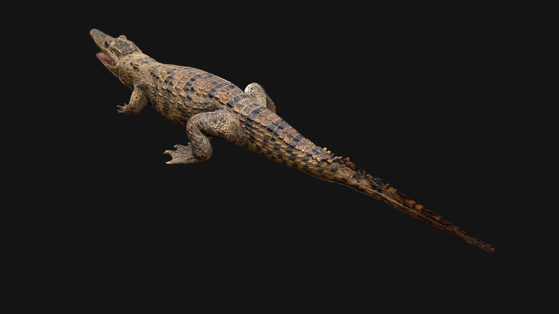 3D Model Crocodile - TurboSquid 2055445
