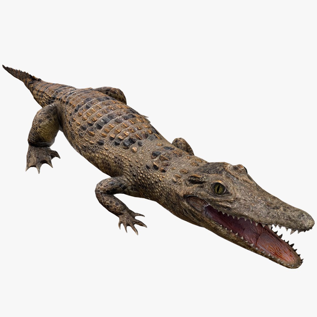 3D model Crocodile - TurboSquid 2055445