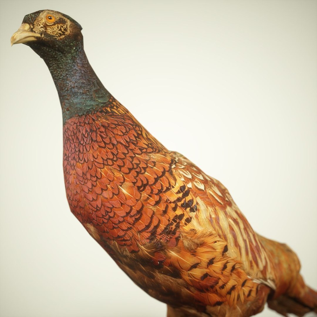 Animal Digital Photogrammetry 3D Model - TurboSquid 1162985