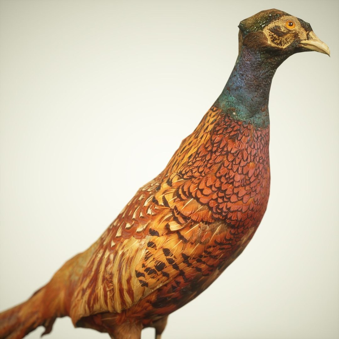 Animal Digital Photogrammetry 3D Model - TurboSquid 1162985