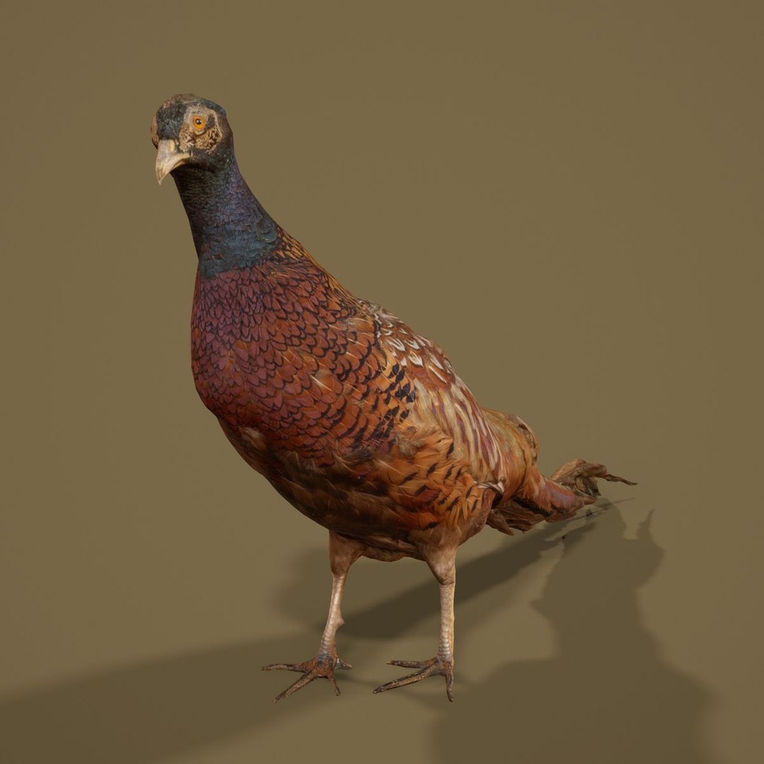 Animal Digital Photogrammetry 3D Model - TurboSquid 1162985