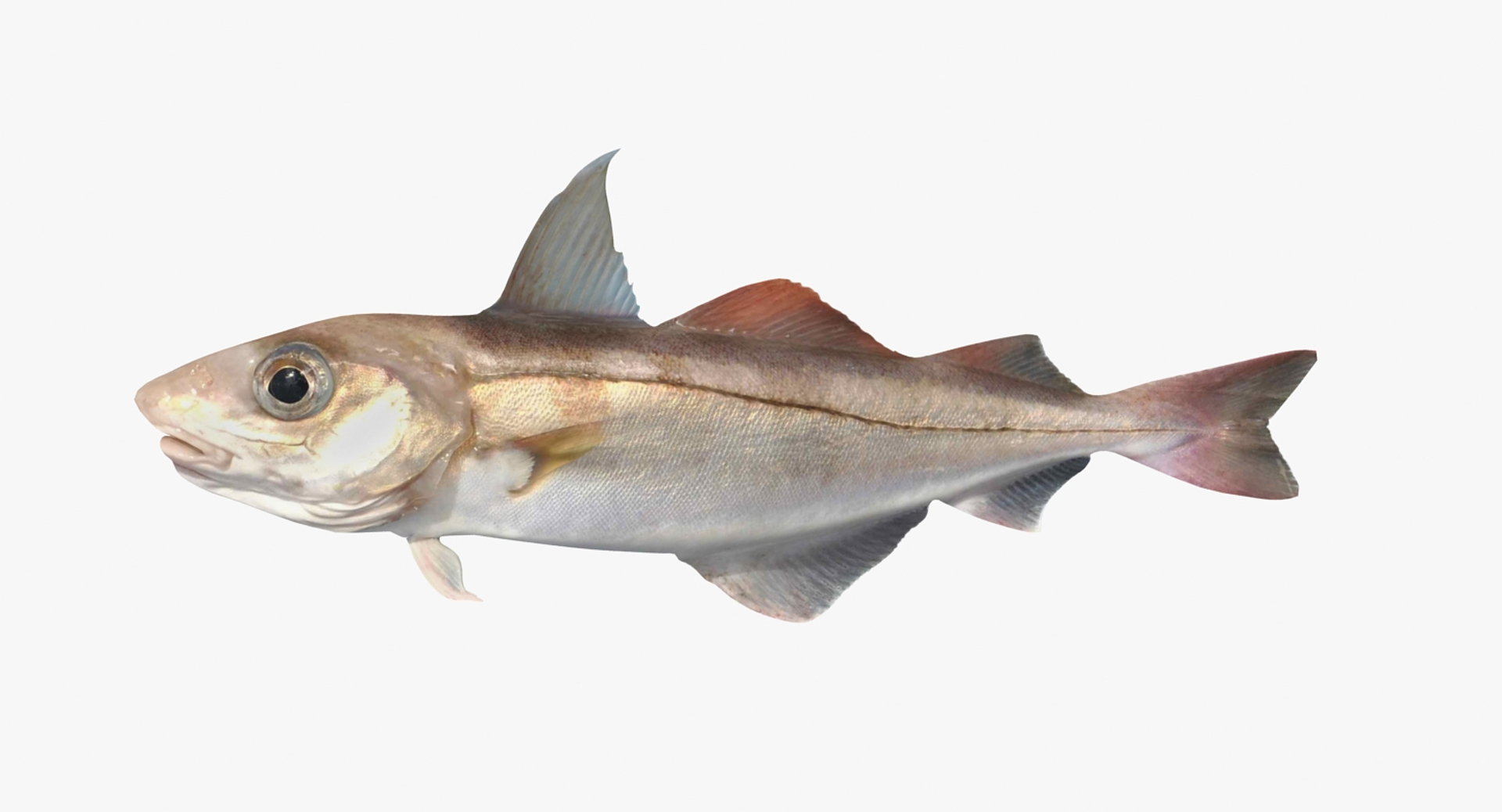 3d Haddock Model