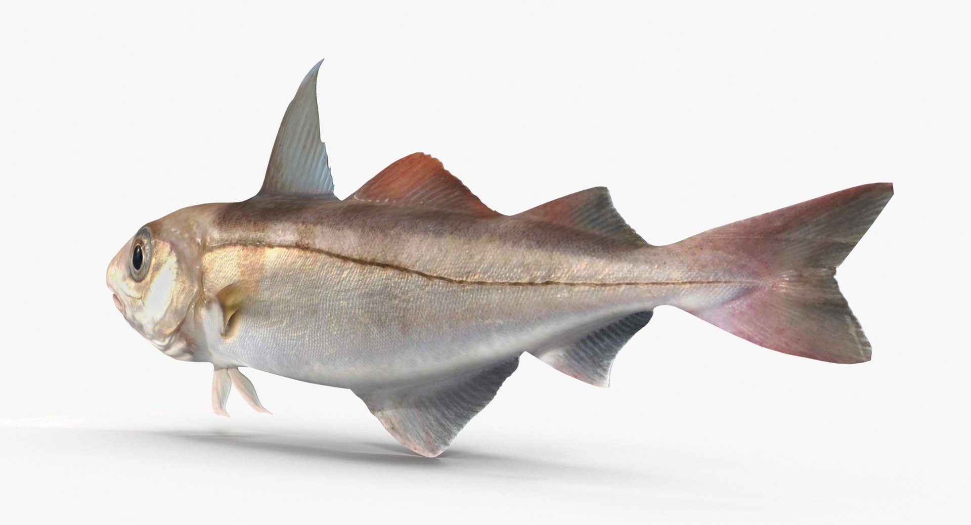 3d Haddock Model