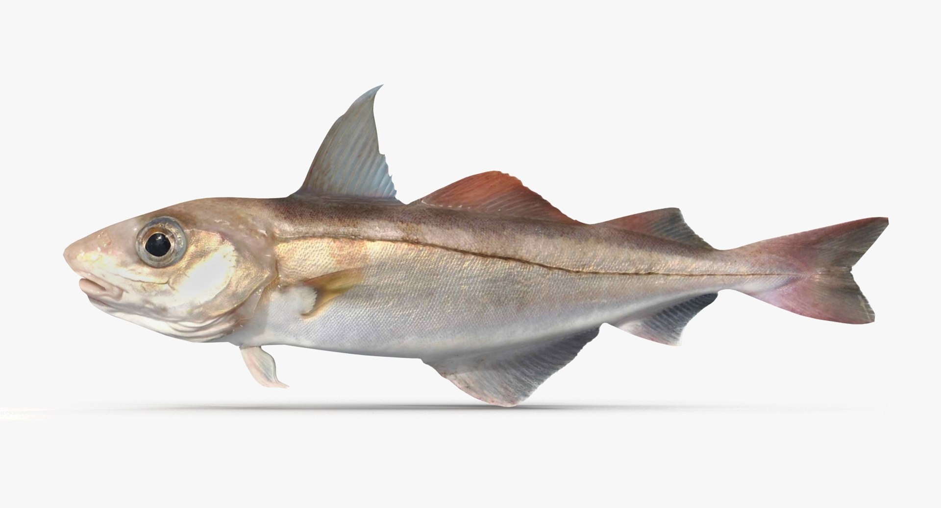 3d Haddock Model