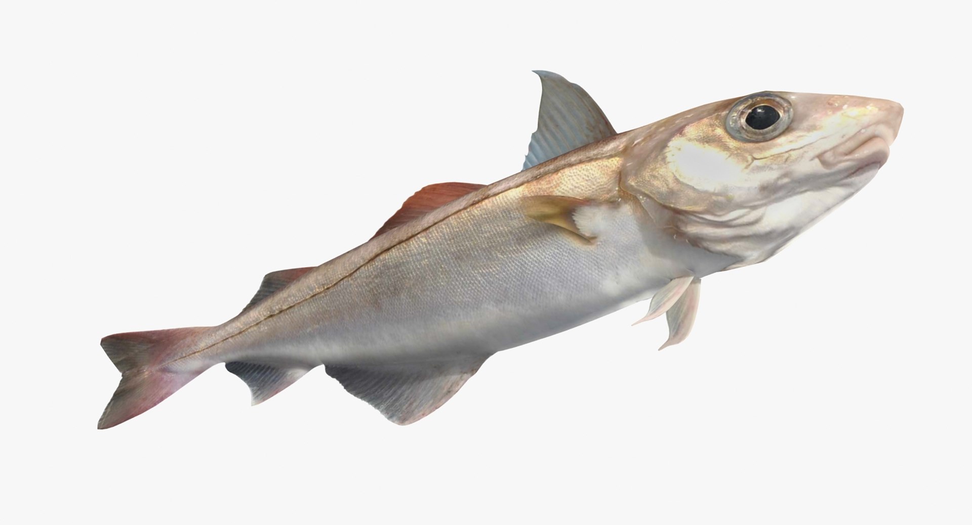 3d Haddock Model