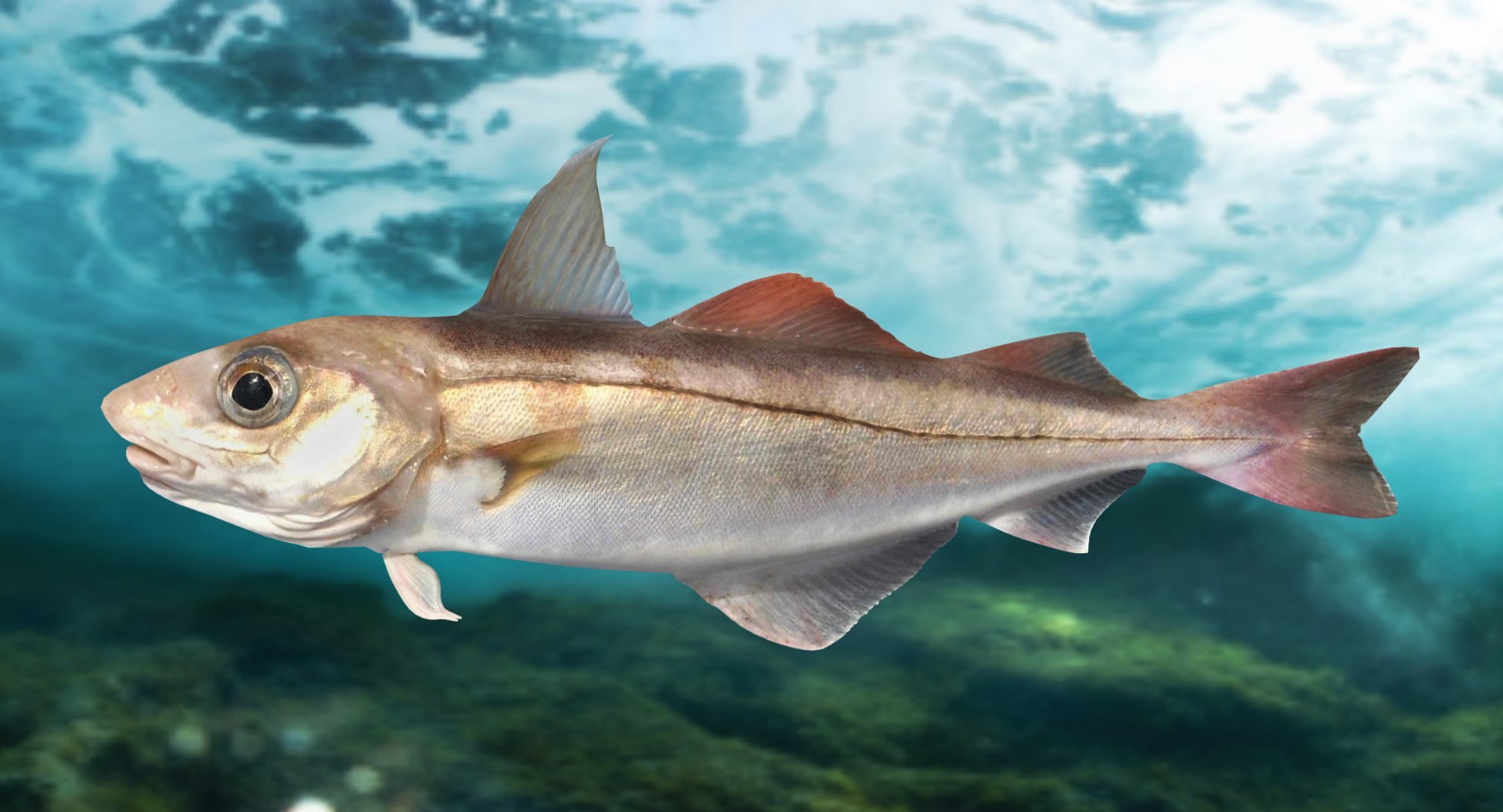 3d Haddock Model