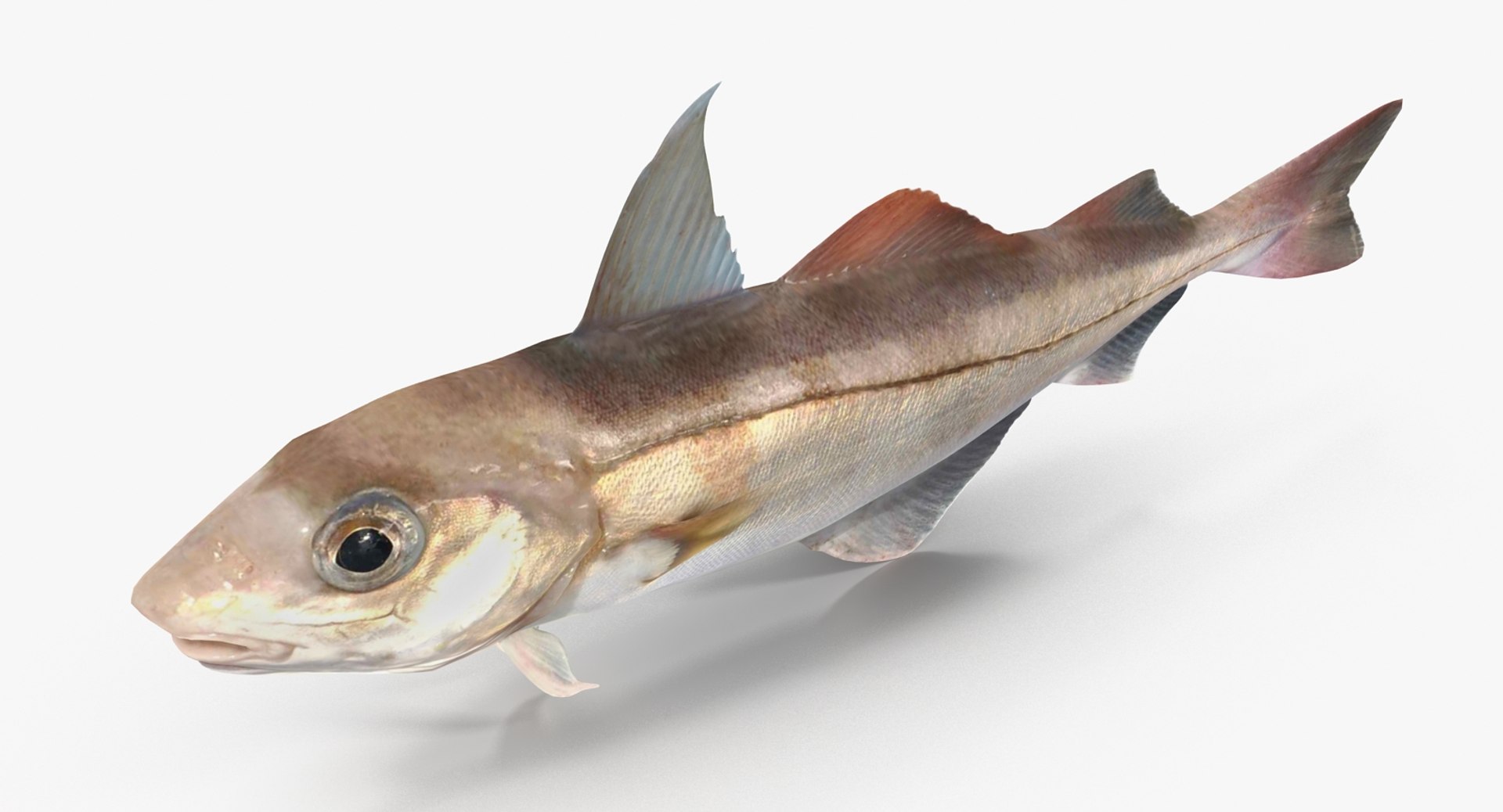 3d Haddock Model