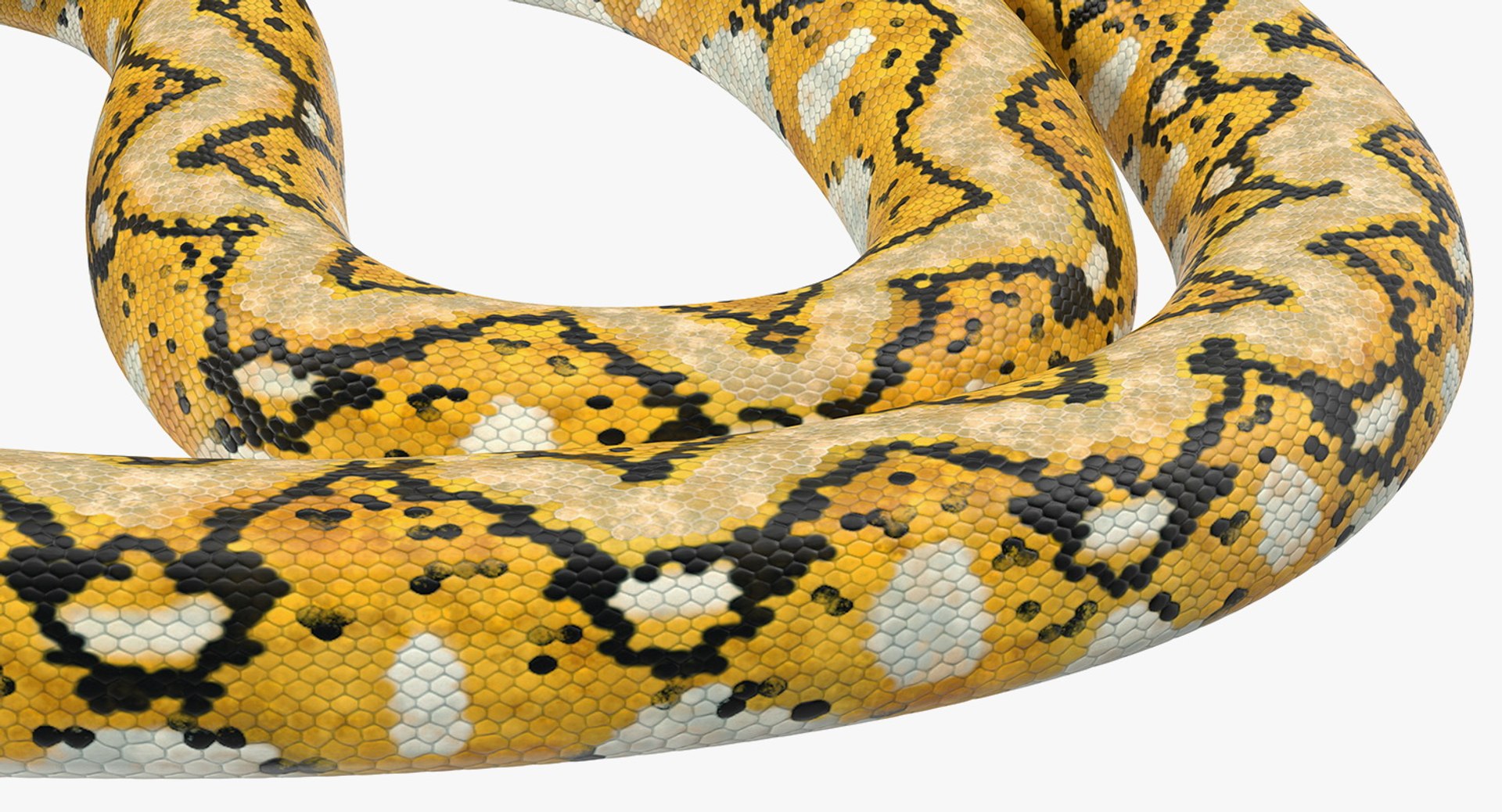 Yellow python snake curled model - TurboSquid 1412939