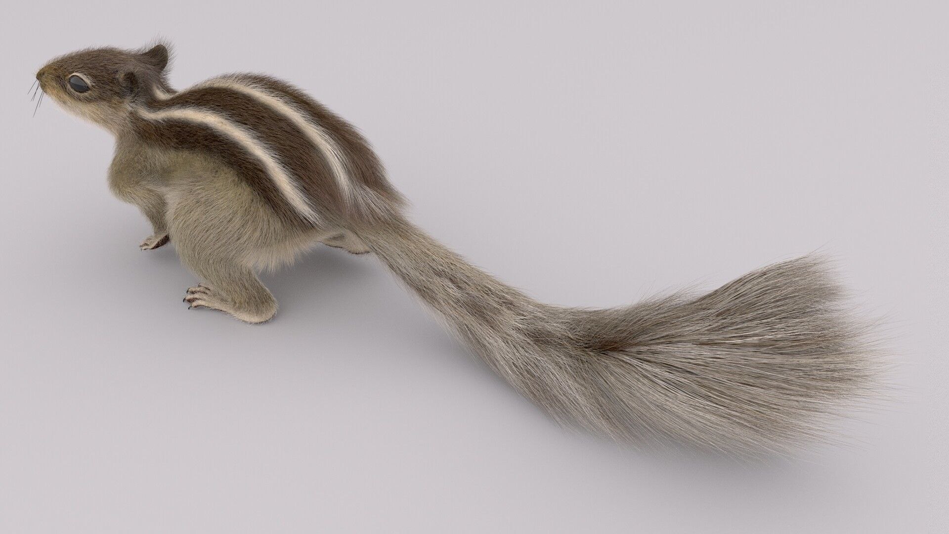 Squirrel 3D Model - TurboSquid 2053825