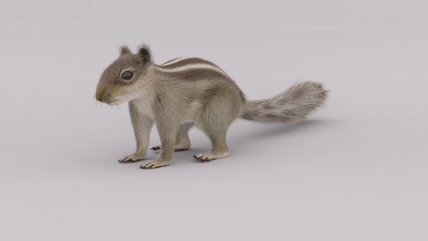 modelo 3d Ardilla - TurboSquid 2053825