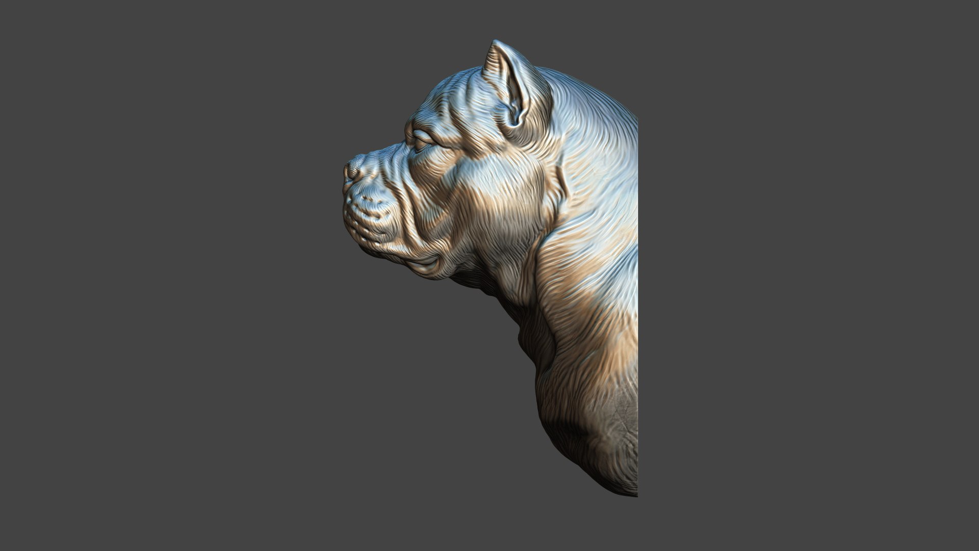 American Bully Bust Model - TurboSquid 2297279