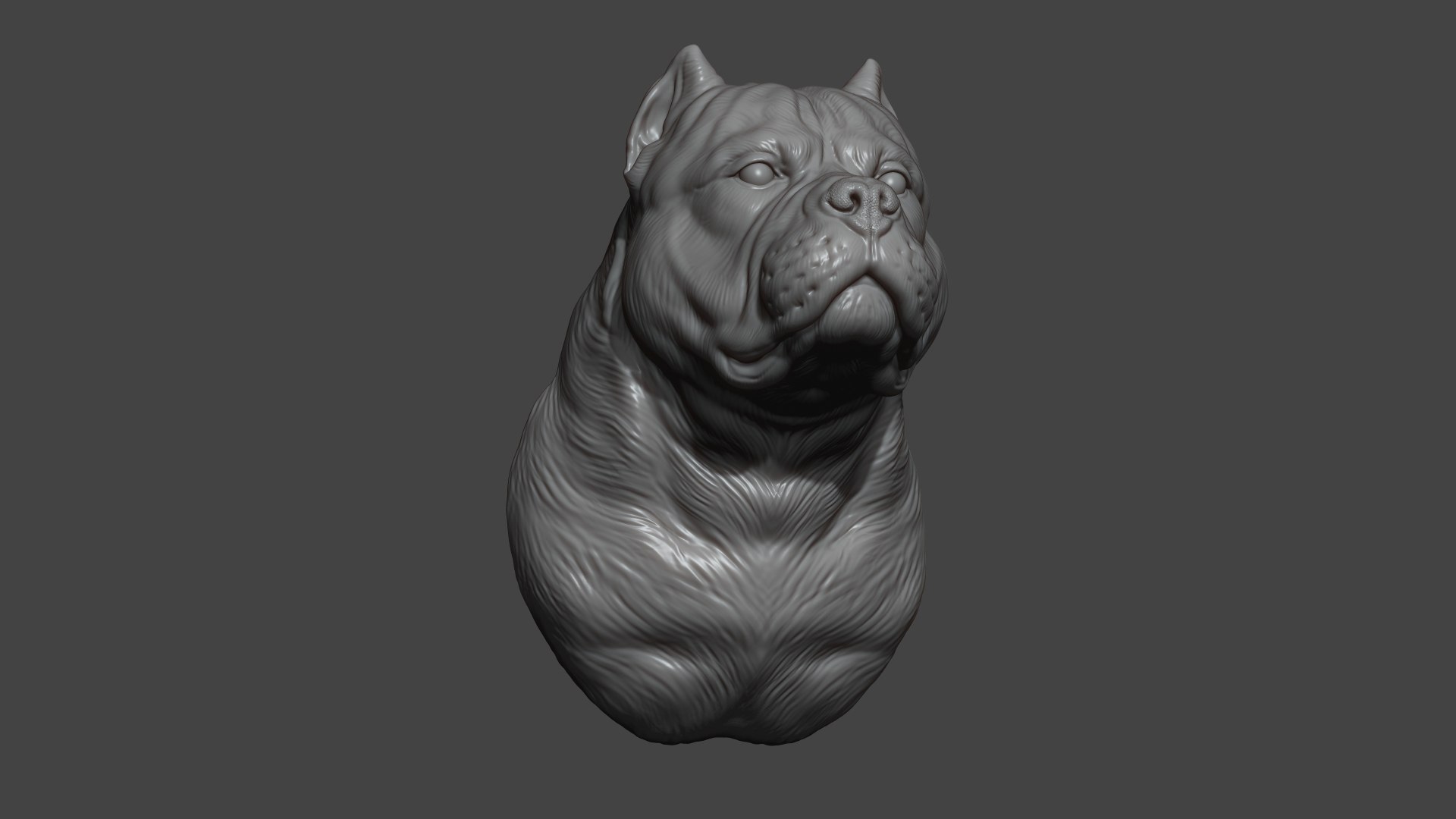 American Bully Bust Model - TurboSquid 2297279