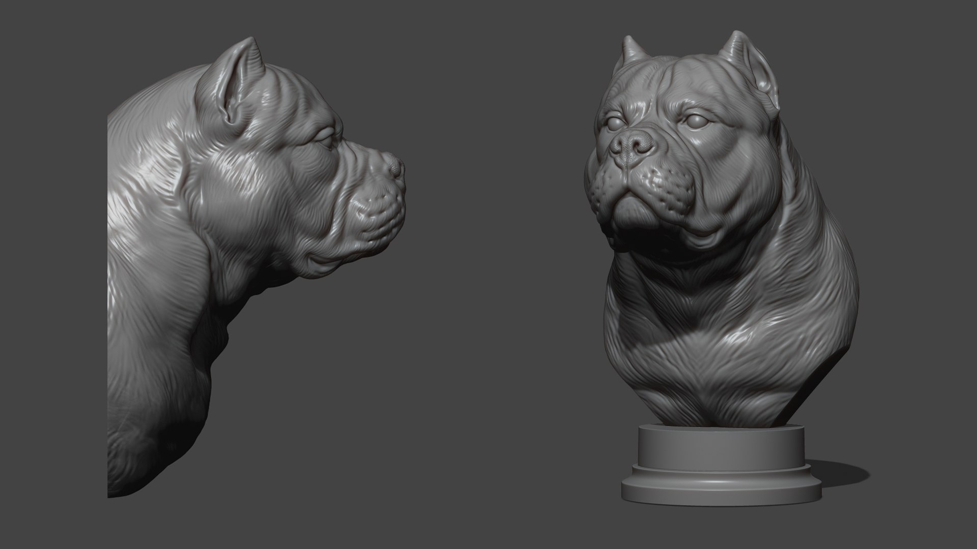 American Bully Bust Version 1 Model - TurboSquid 2297279