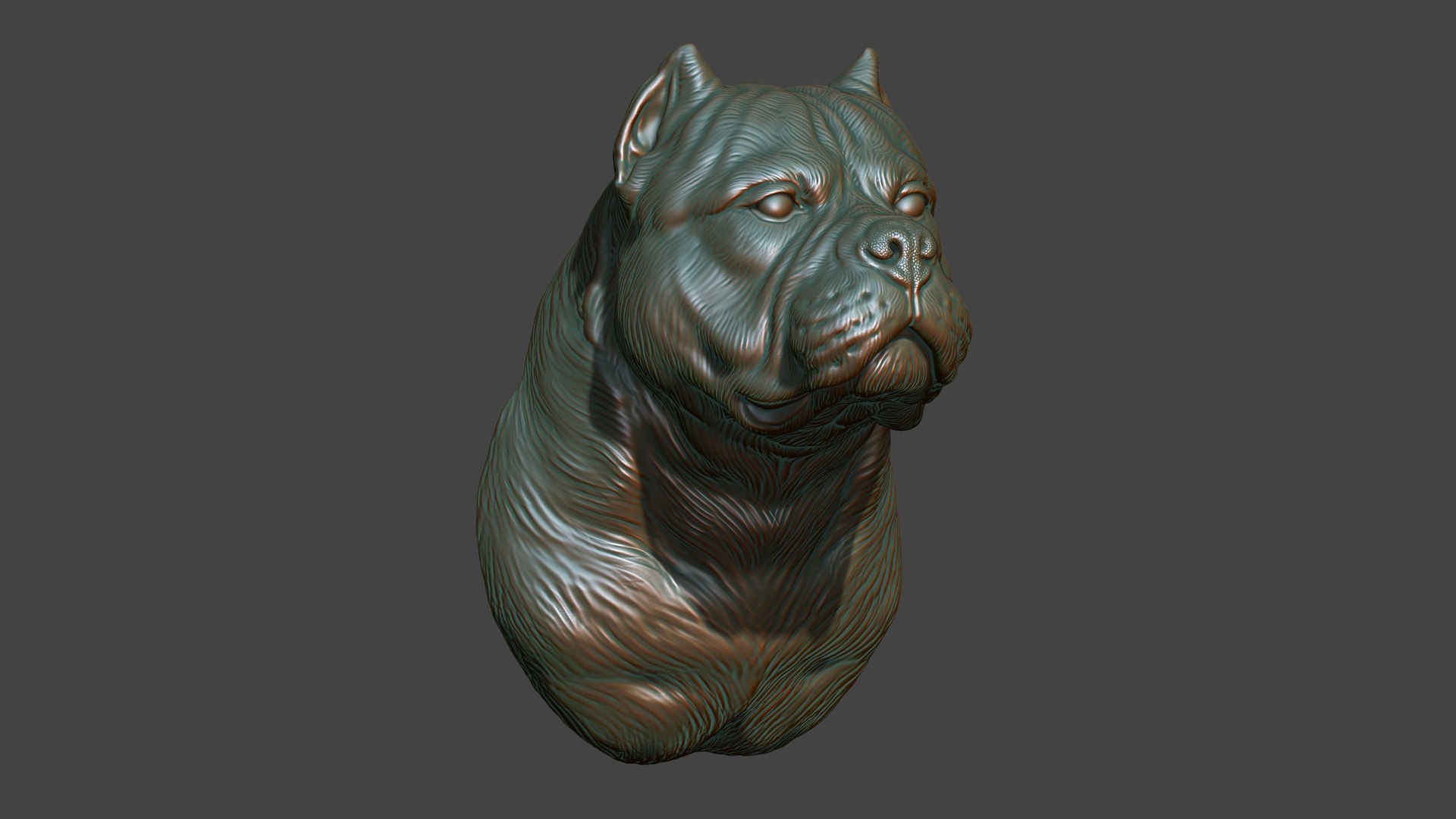 American Bully Bust Model - TurboSquid 2297279
