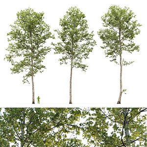 Plane Tree 3D Models for Download | TurboSquid